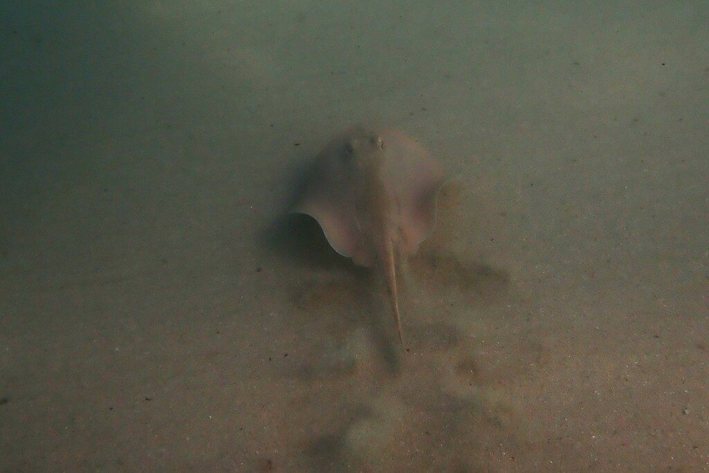 Common Stingaree from New South Wales, Australia on May 20, 2023 at 04: ...