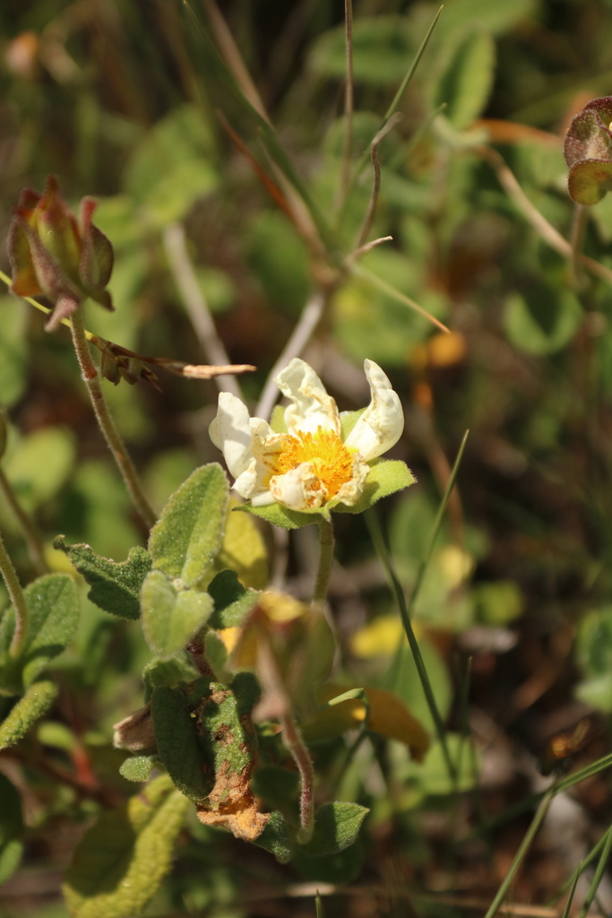 Sage-leaved Rock-rose from Navarra, España on May 20, 2023 at 01:27 PM ...
