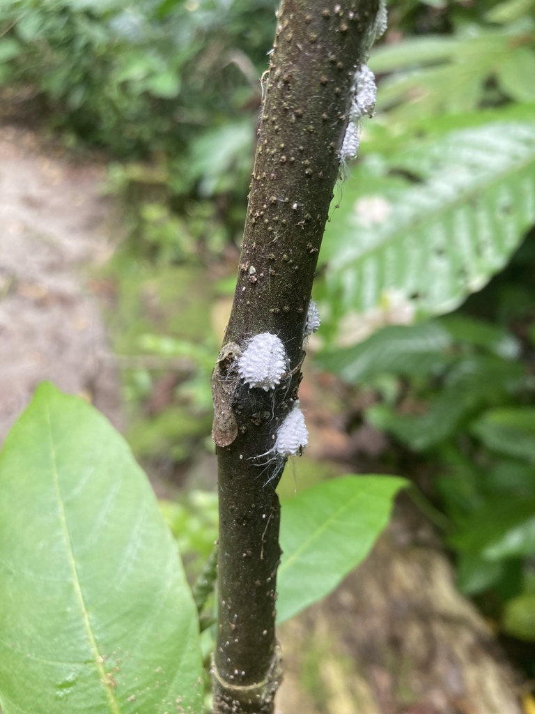 Scale Insects from Palau, PW on May 19, 2023 at 12:57 PM by dilngerii ...