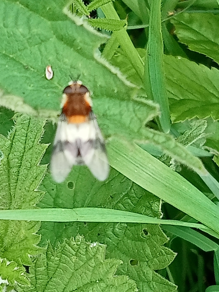 Blotch-winged Hoverfly from Glasgow G23, UK on May 20, 2023 at 02:46 PM ...