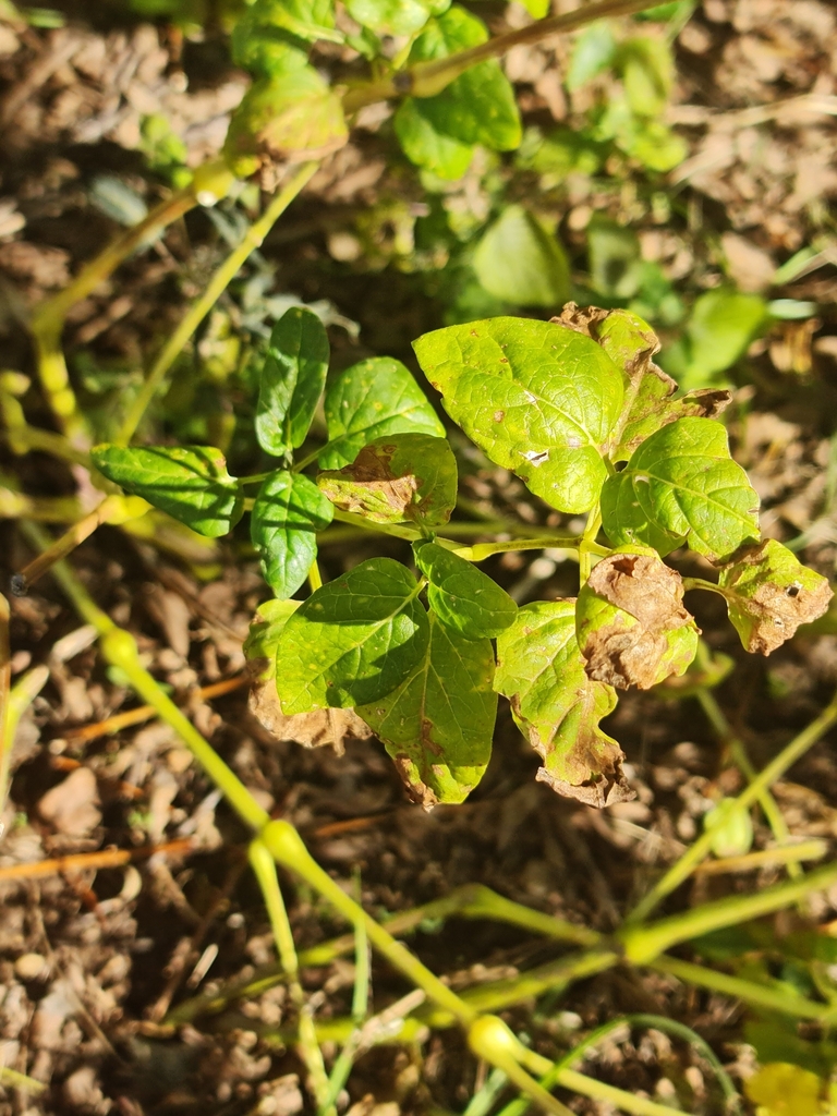 potato from Merafong City Local Municipality, South Africa on May 20 ...