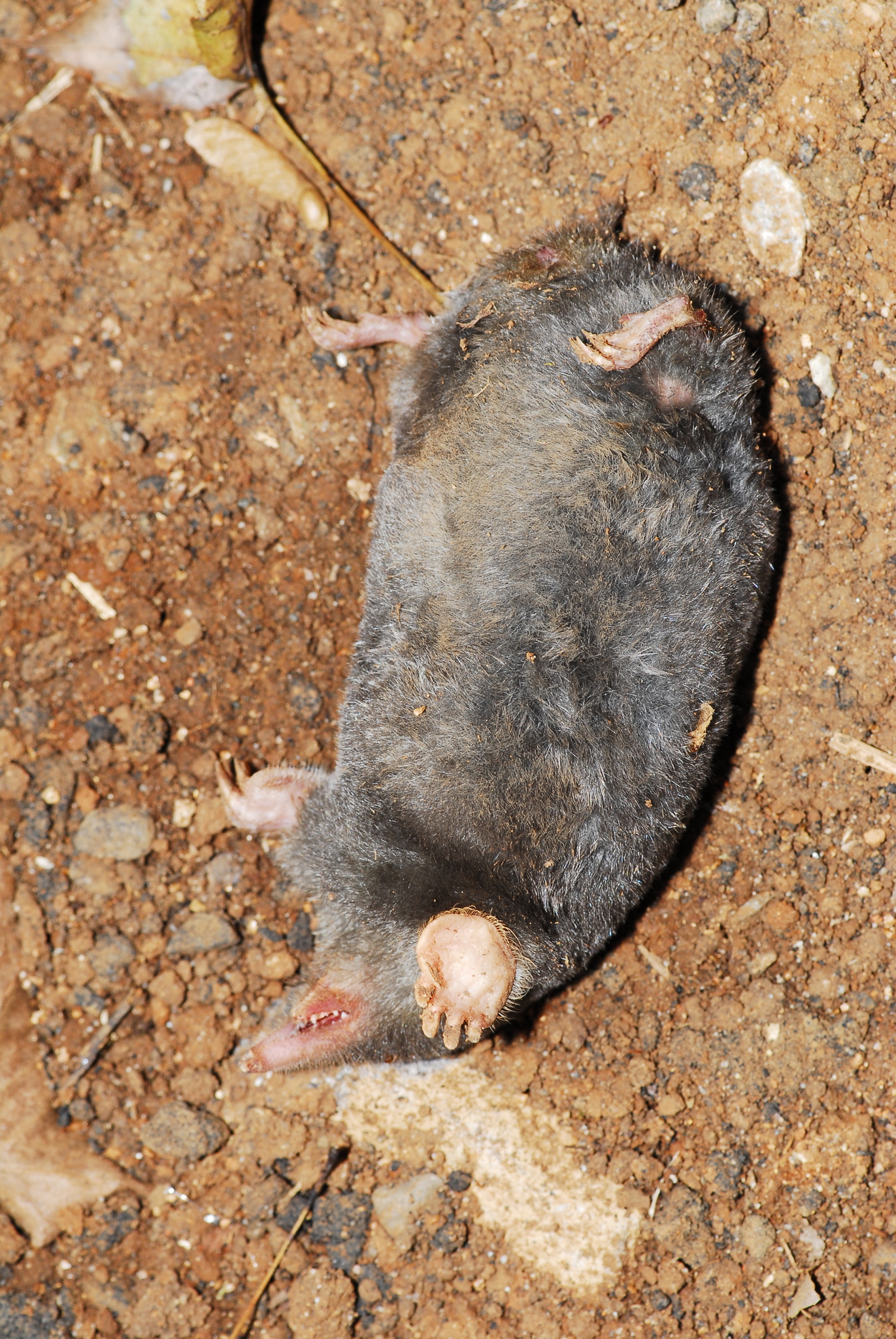 Mogera insularis (Swinhoe, 1863)