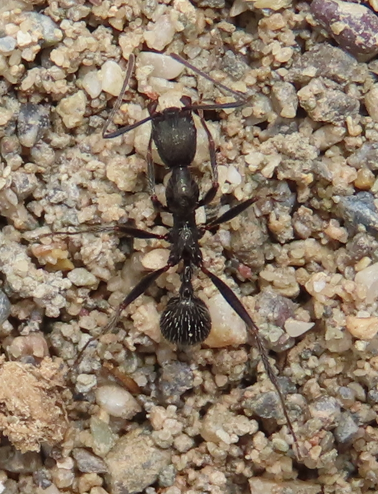 sardoa-group Collared Ants from Kokkinos Pirgos 702 00, Greece on May ...