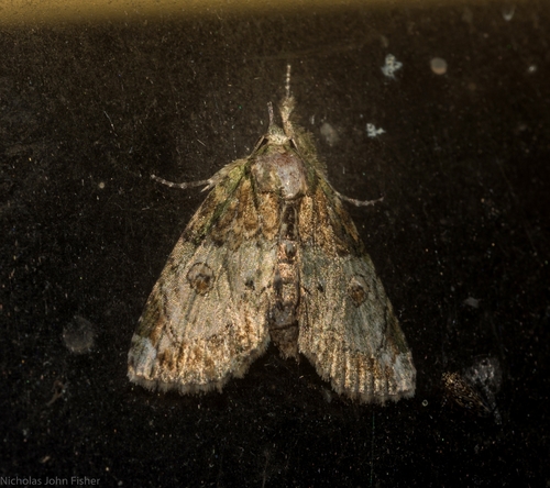 Gadirtha exacta · iNaturalist