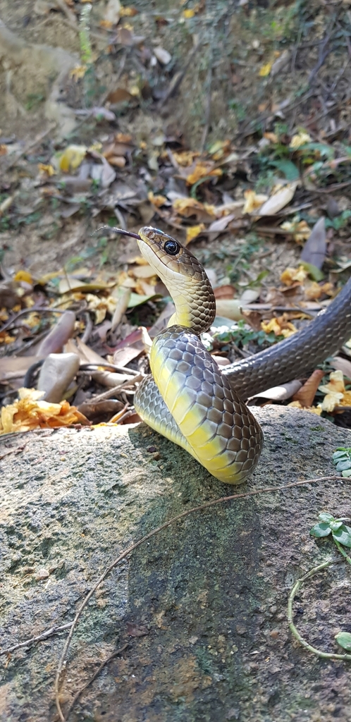 Indo-Chinese Rat Snake in November 2018 by Amaël Borzée · iNaturalist