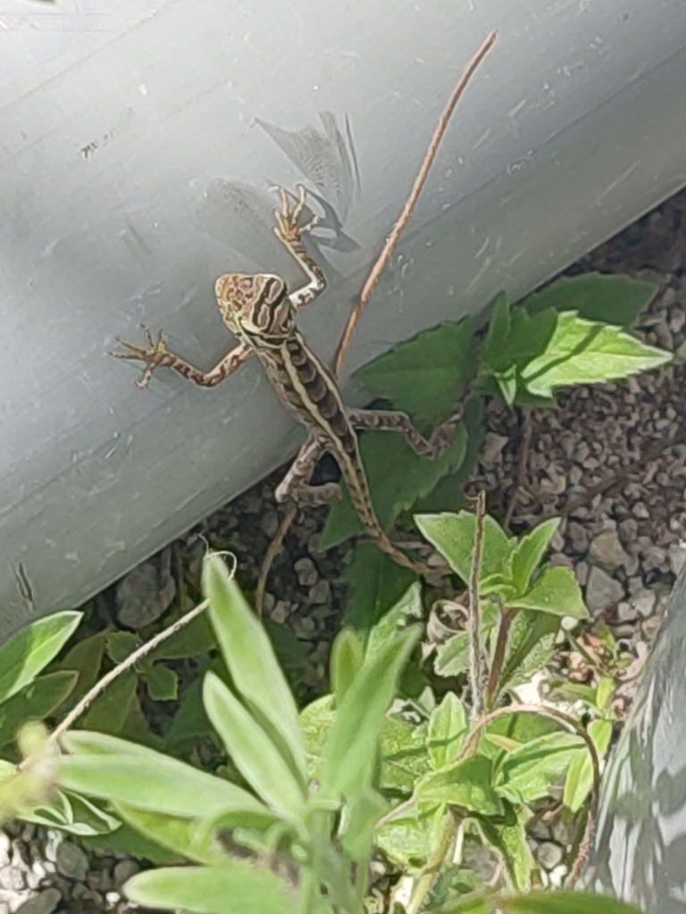 Oriental Garden Lizard from British Indian Ocean Territory on May 20 ...