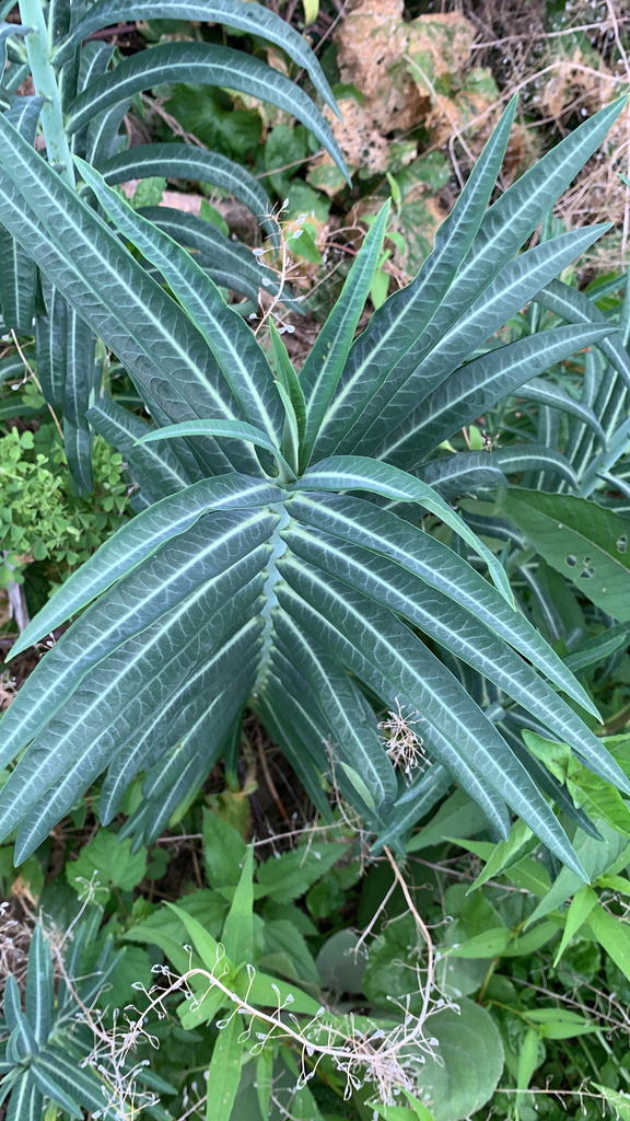caper spurge from MD-100 E, Columbia, MD, US on July 21, 2020 at 06:08 ...