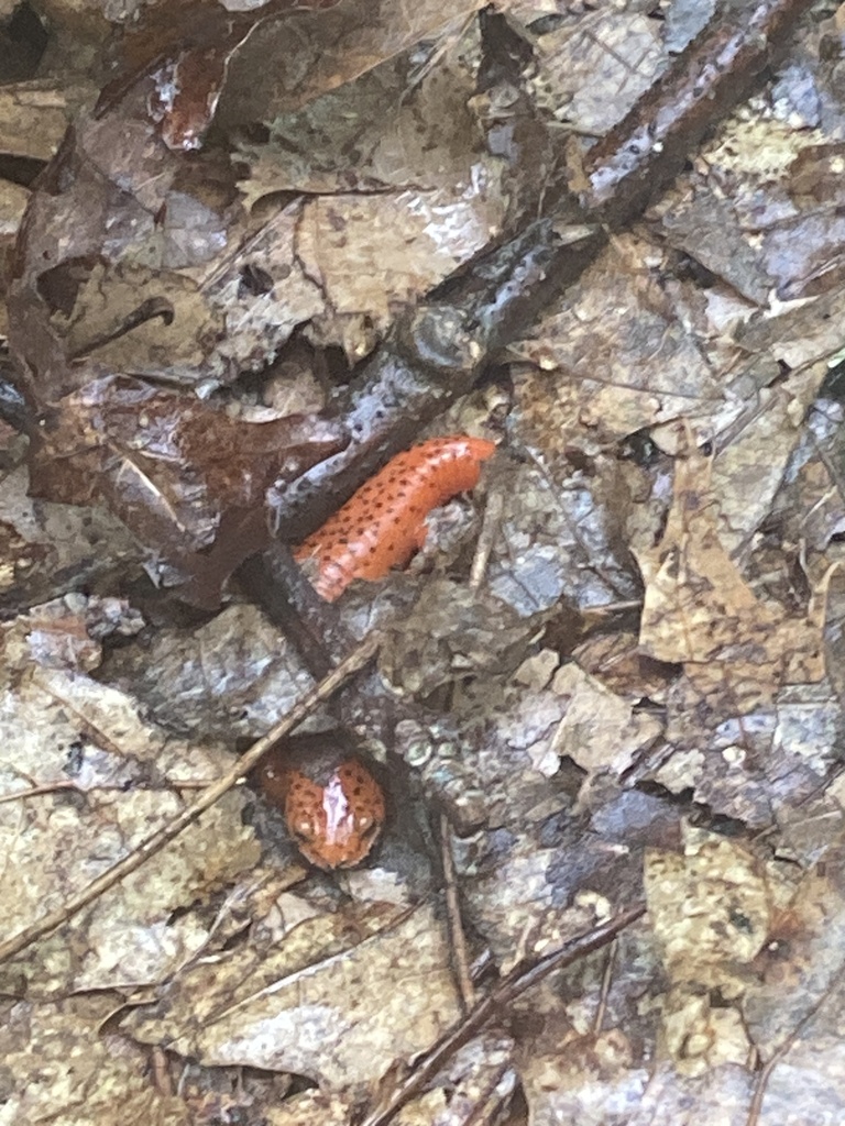 Red Salamander from Swain County, Great Smoky Mountains National Park ...