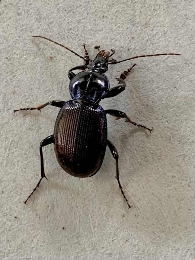 Small Snail-eating Ground Beetle from Chatfield Rd, Joppa, MD, US on ...