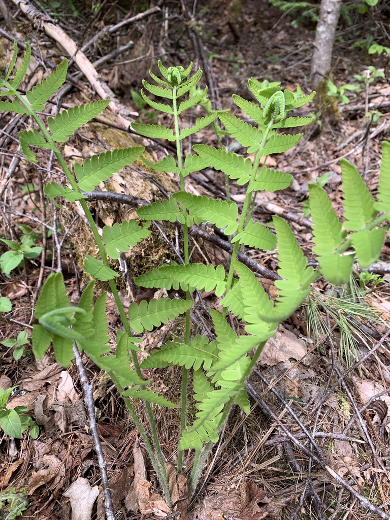 interrupted fern from Dalton, NH, US on May 20, 2023 at 10:32 AM by Jon ...