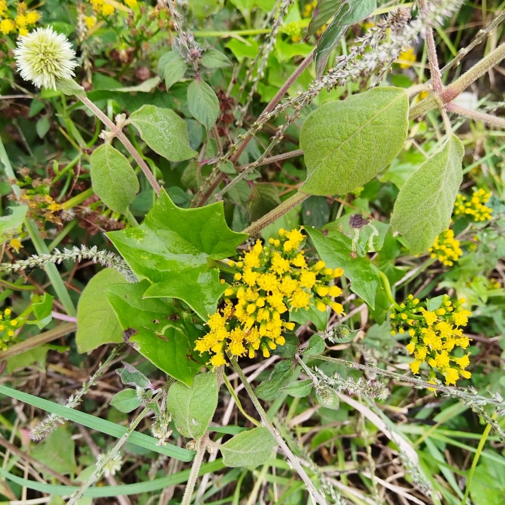 Cape-ivy from Greater Tzaneen Local Municipality, South Africa on May ...