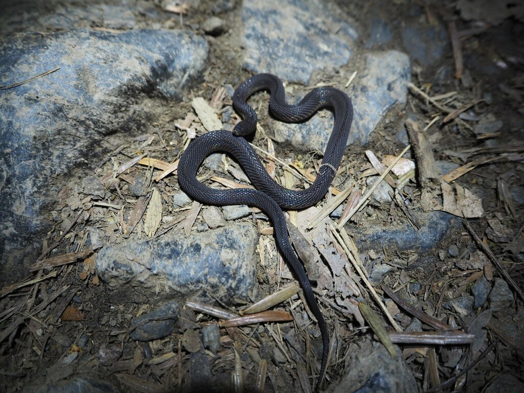 Peters' Odd-scaled Snake in August 2021 by kagisakura · iNaturalist
