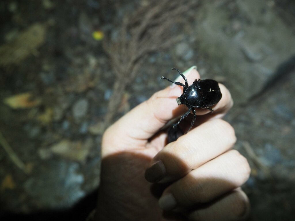 Black Drone Beetle in August 2021 by kagisakura · iNaturalist