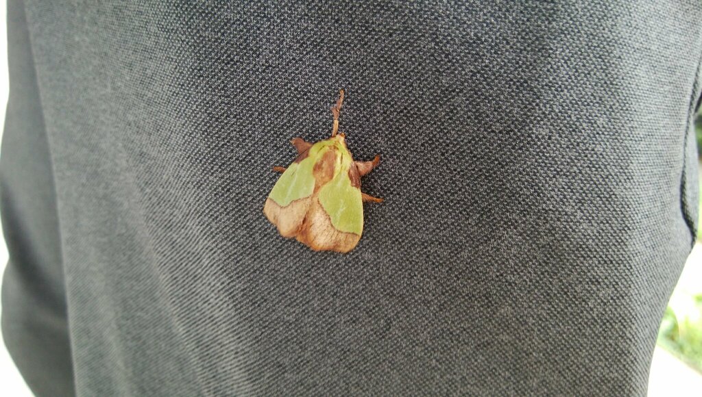 Blue-striped Nettle Grub in August 2021 by kagisakura · iNaturalist