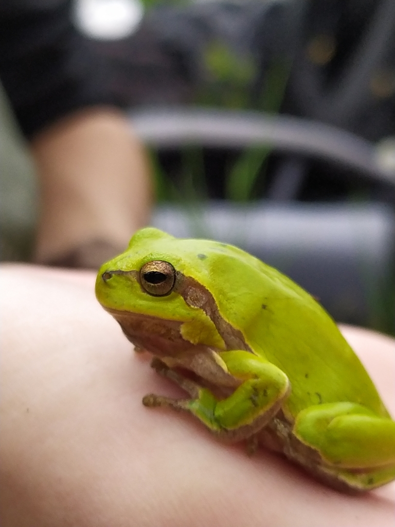 European Tree Frog from Ιωάννινα 454 45, Ελλάδα on May 13, 2023 at 12: ...
