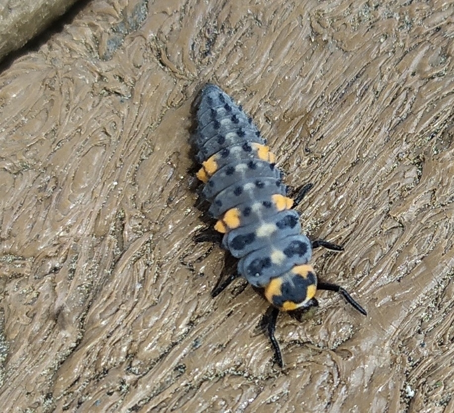 Coccinella from 2825-450, Portugal on May 20, 2023 at 03:50 PM by ...