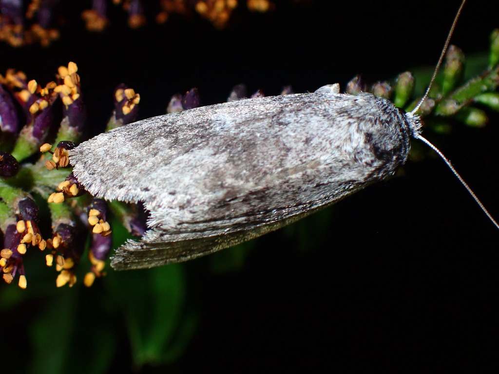 Variable Oakleaf Caterpillar Moth from McDonald County, MO, USA (Mike's ...