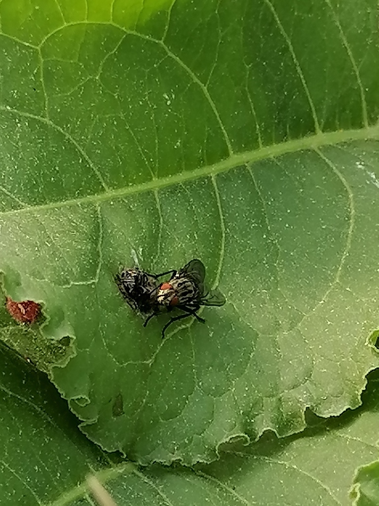Calyptrate Flies from Карачевский р-н, Брянская обл., Россия on May 20 ...