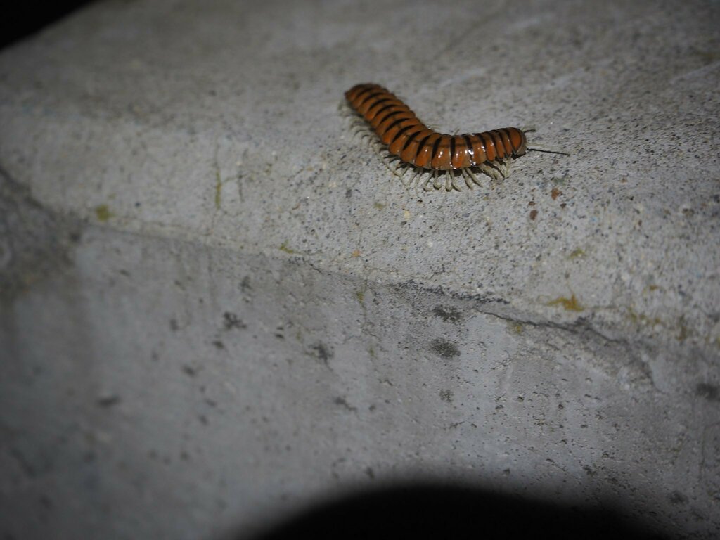 Train Millipede in October 2021 by kagisakura · iNaturalist