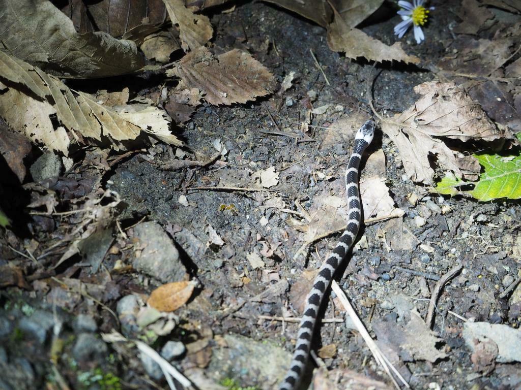 Oriental Odd-tooth Snake in October 2021 by kagisakura · iNaturalist