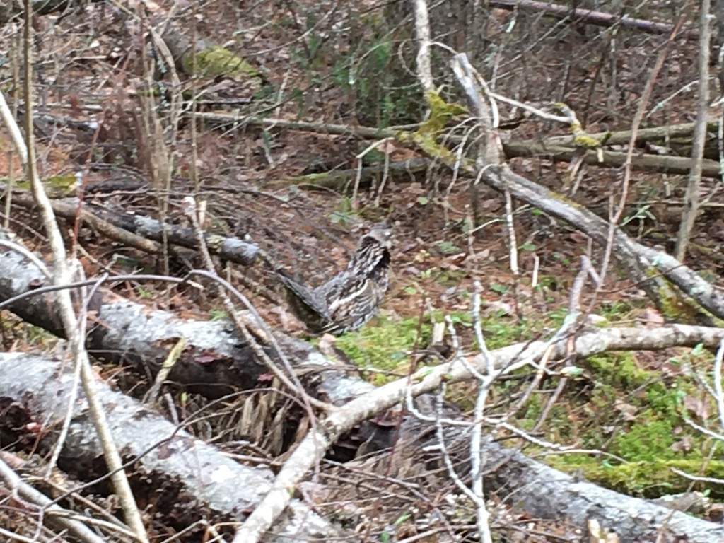 Ruffed Grouse from Superior National Forest, Ely, MN, US on May 12 ...