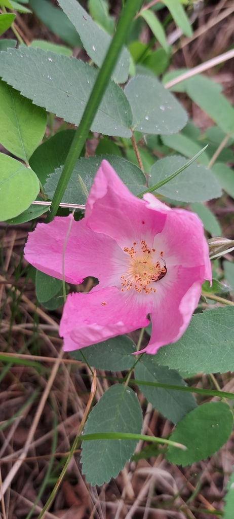 Prickly Wild Rose from Edmonton, AB T6J 1A3, Canada on May 20, 2023 at ...