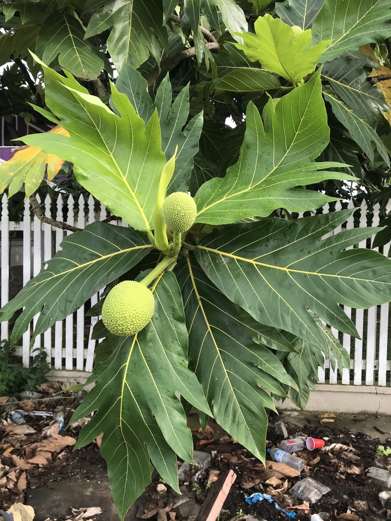 Breadfruit from Nuku'alofa, Tonga on May 20, 2023 at 09:18 AM by Paula ...