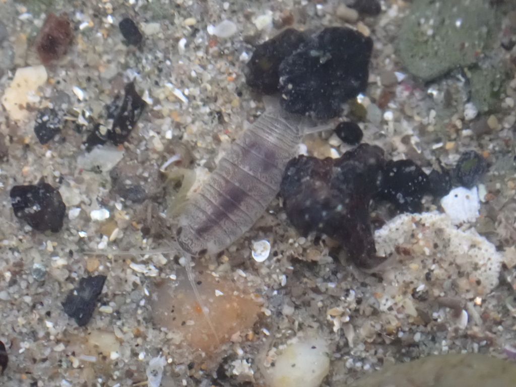 Cirolana from Opal Cliffs, Santa Cruz, CA, USA on May 20, 2023 at 07:25 ...