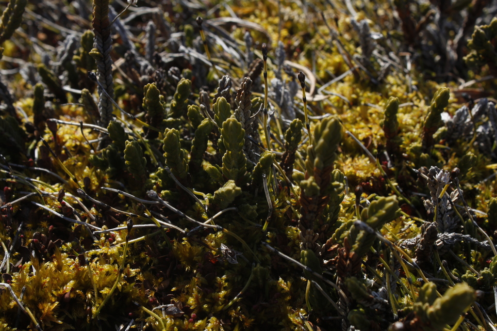 Arctic bell-heather from Qeqqata, Groenland on May 18, 2023 at 06:33 PM ...