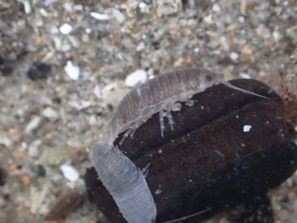 Harford's Isopod from Opal Cliffs, Santa Cruz, CA, USA on May 20, 2023 ...