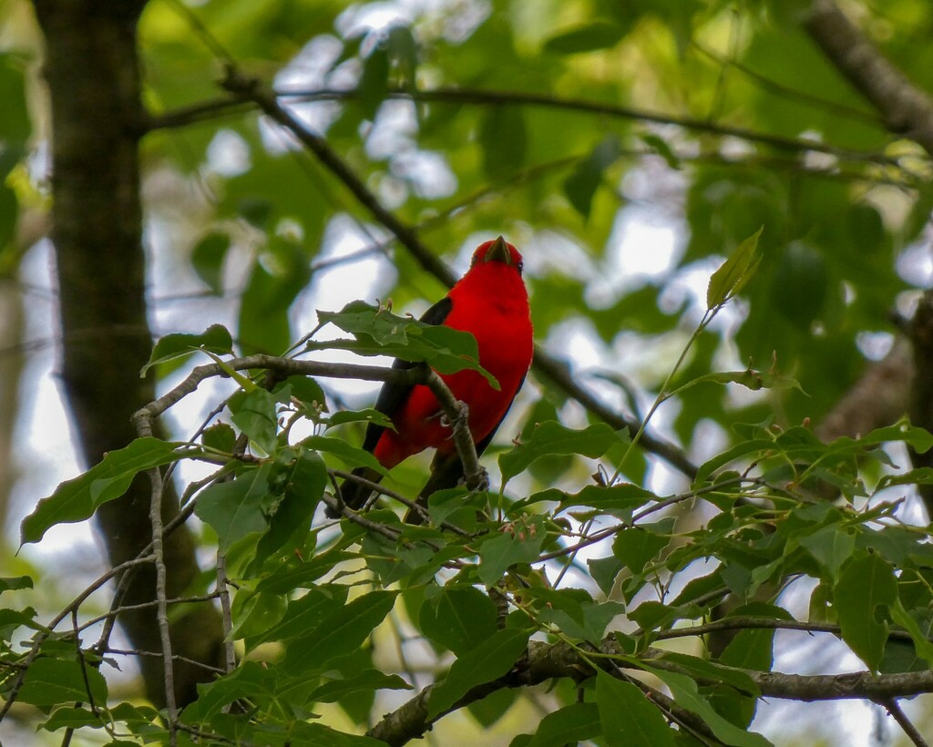 Scarlet Tanager from Towpath Trail, Clinton, OH, USA on May 16, 2023 at ...