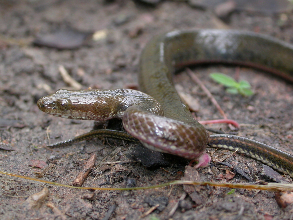 Longtailed Mud Snake in July 2004 by John D Reynolds · iNaturalist