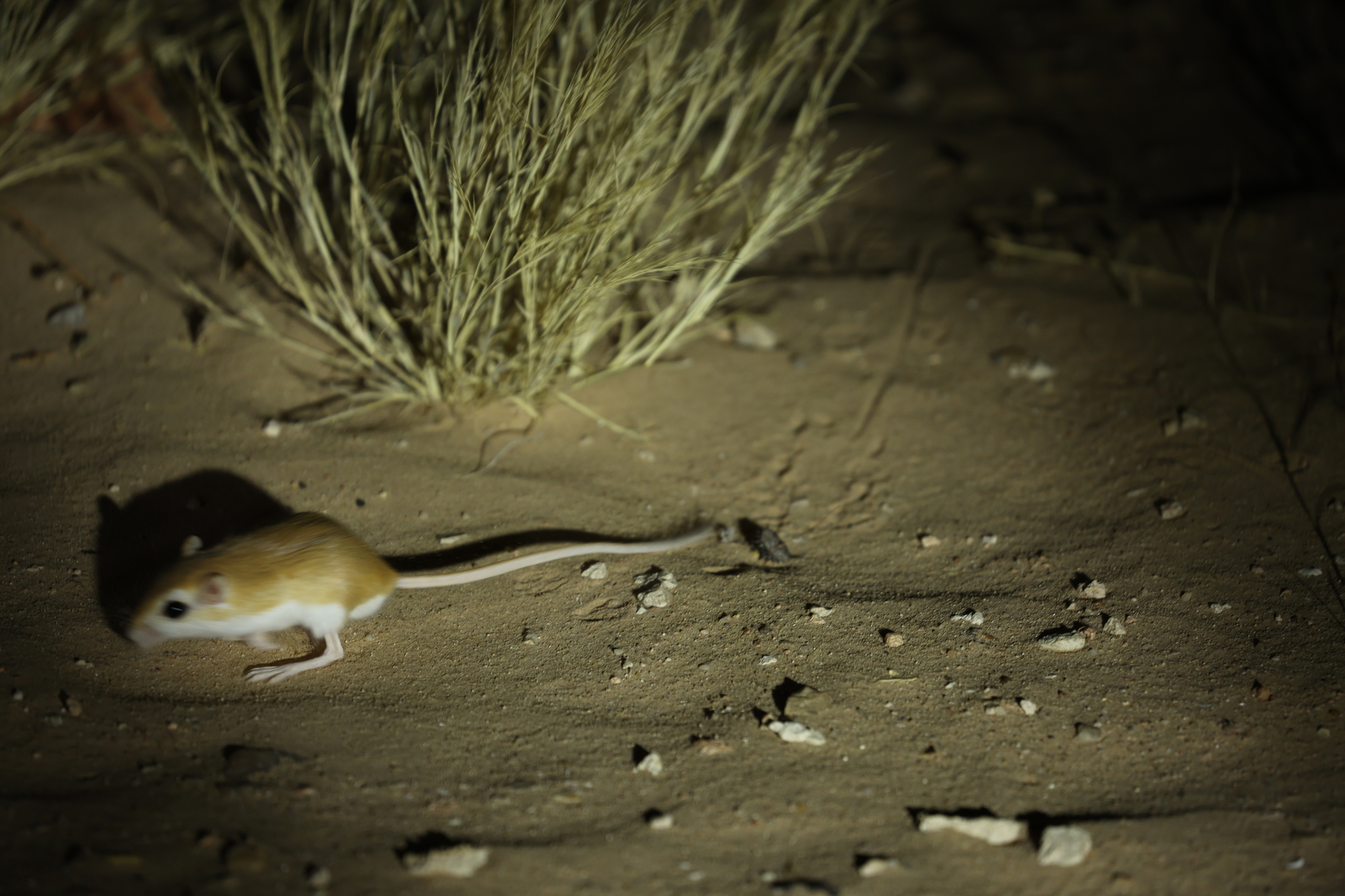 Gerbillus tarabuli Thomas, 1902