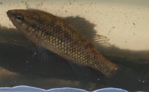 Western Pygmy Perch (Nannoperca vittata) · iNaturalist