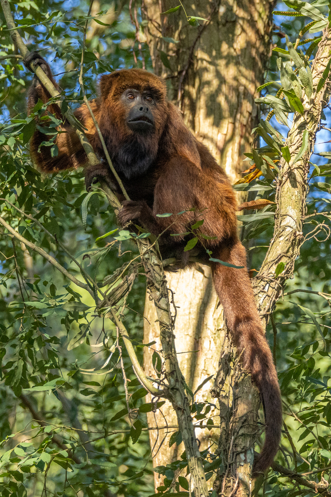 Brown Howler Monkey (Alouatta guariba) - Know Your Mammals