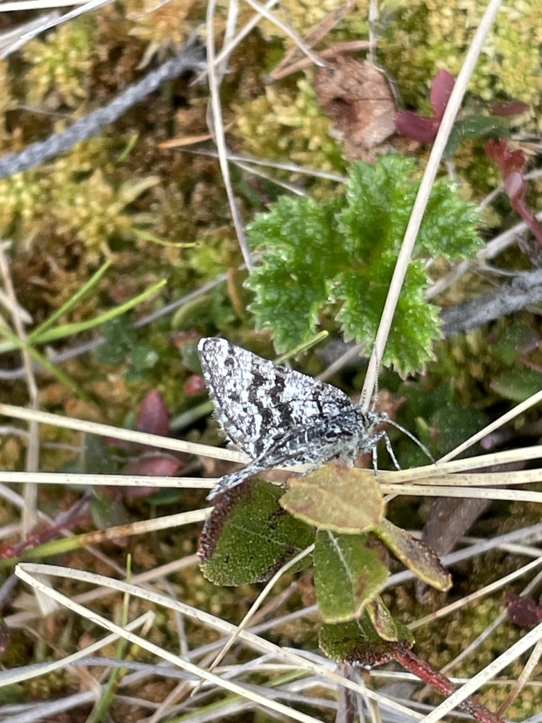 Netted Mountain Moth from Valdaysky National Park, Муниципальный Район ...
