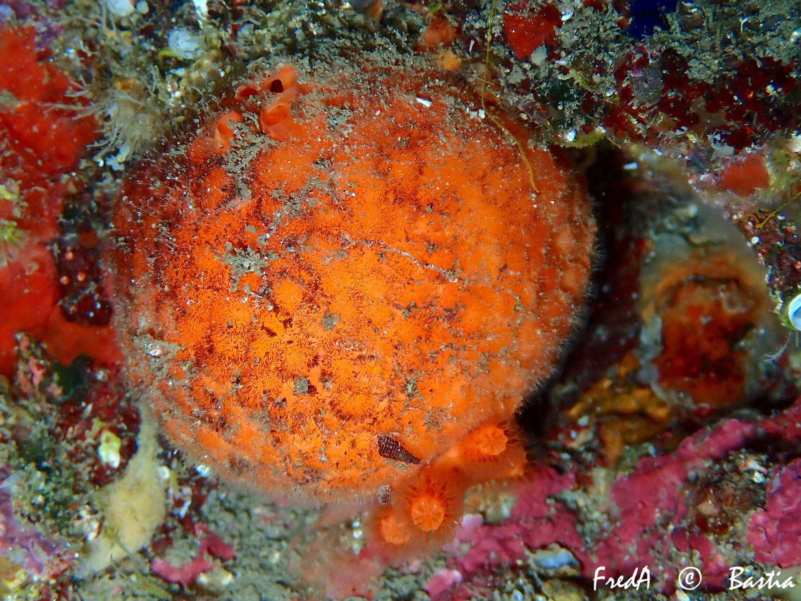 Tethya aurantium (Pallas, 1766)