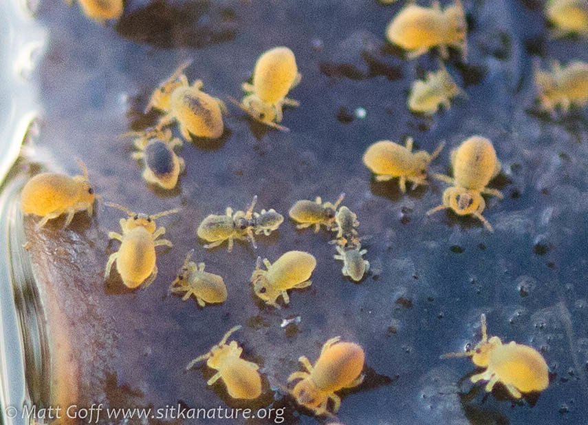 Water Springtail from Sitka, AK, USA on September 2, 2013 at 07:07 PM ...