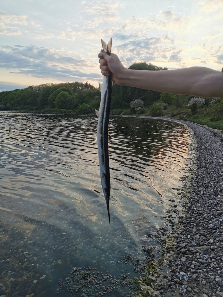Garfish from 9500 Hobro, Danmark on May 13, 2023 at 08:36 PM by Mette ...