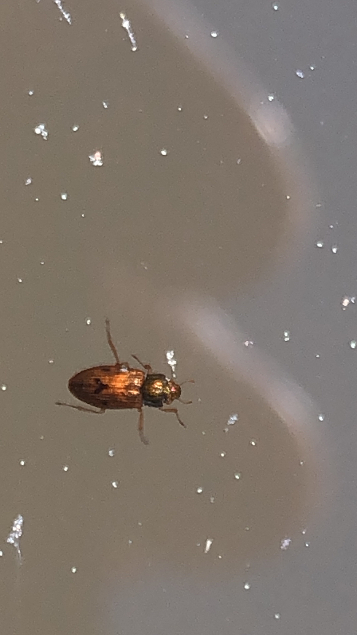 Helophoridae