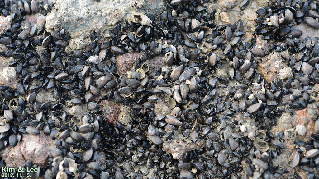 Vignadula atrata from Hongseong, Chungcheongnam-do, South Korea on ...