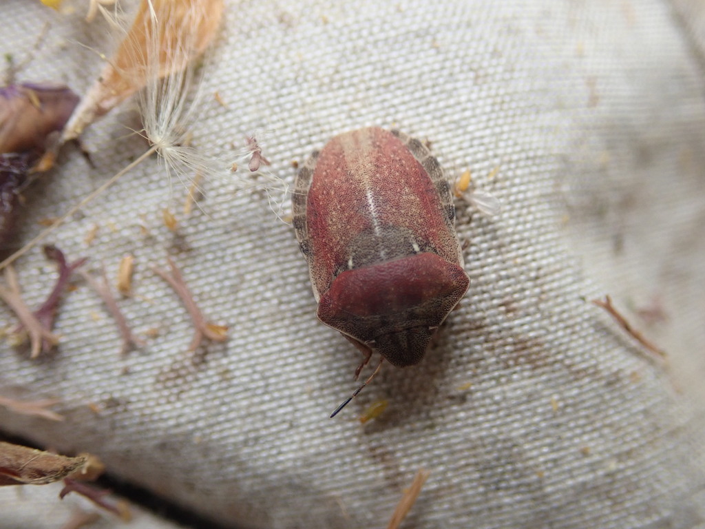 Tortoise Bug from 61470 Saint-Aubin-de-Bonneval, France on May 20, 2023 ...