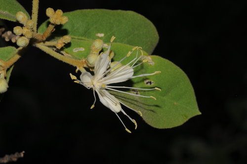 Quadrella asperifolia · iNaturalist United Kingdom