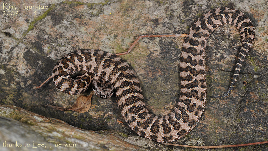 Central Asian Pitviper from Seosan, KR-GN, KR on November 5, 2009 by ...