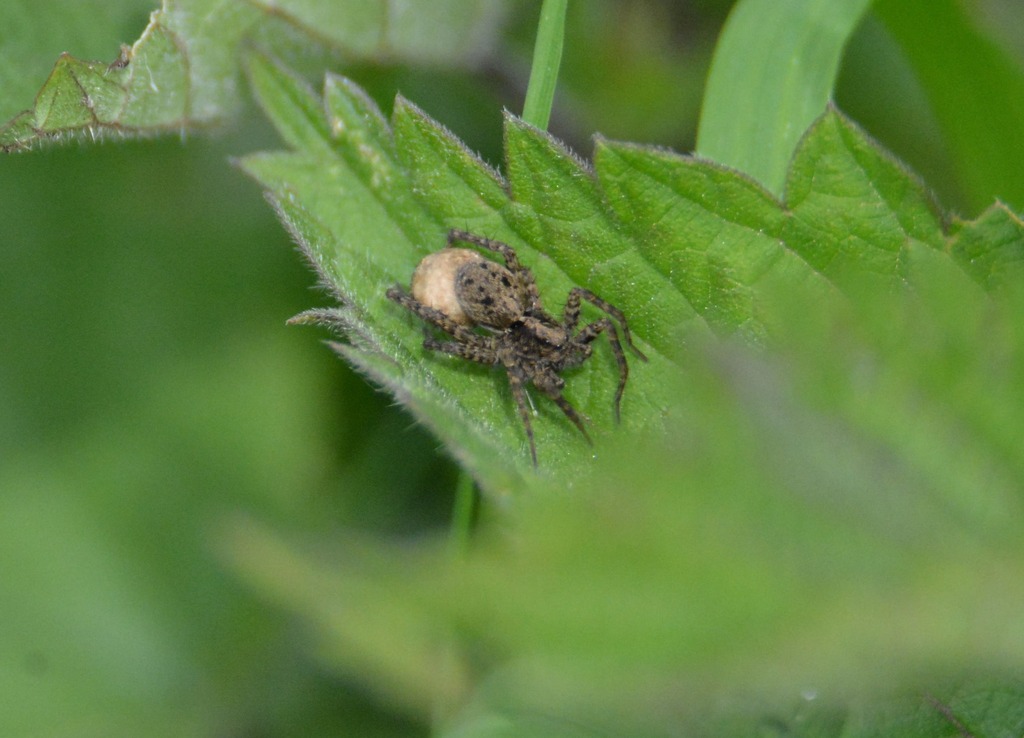 Spotted Wolf Spider from 61560 La Mesnière, France on May 19, 2023 at ...