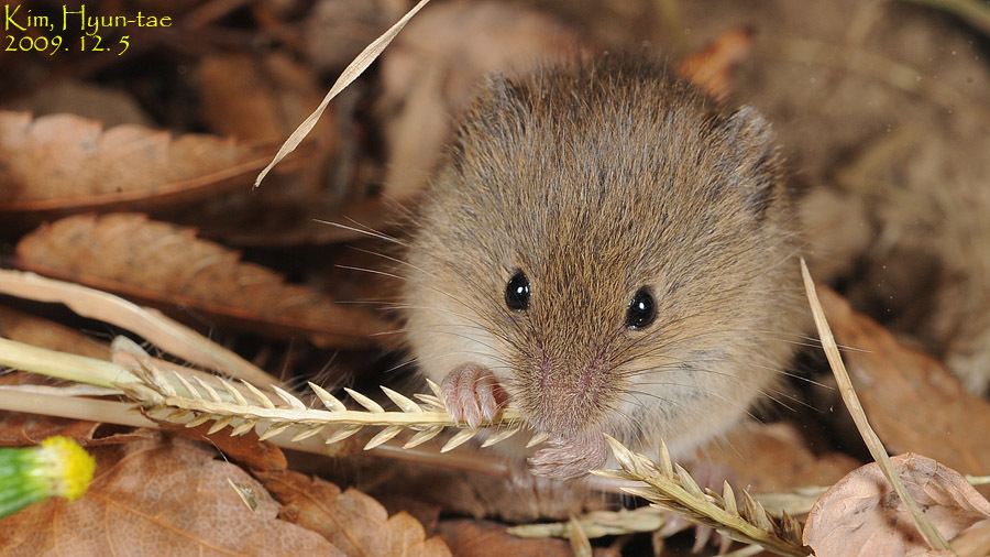 Eurasian Harvest Mouse (Micromys minutus) - Know Your Mammals