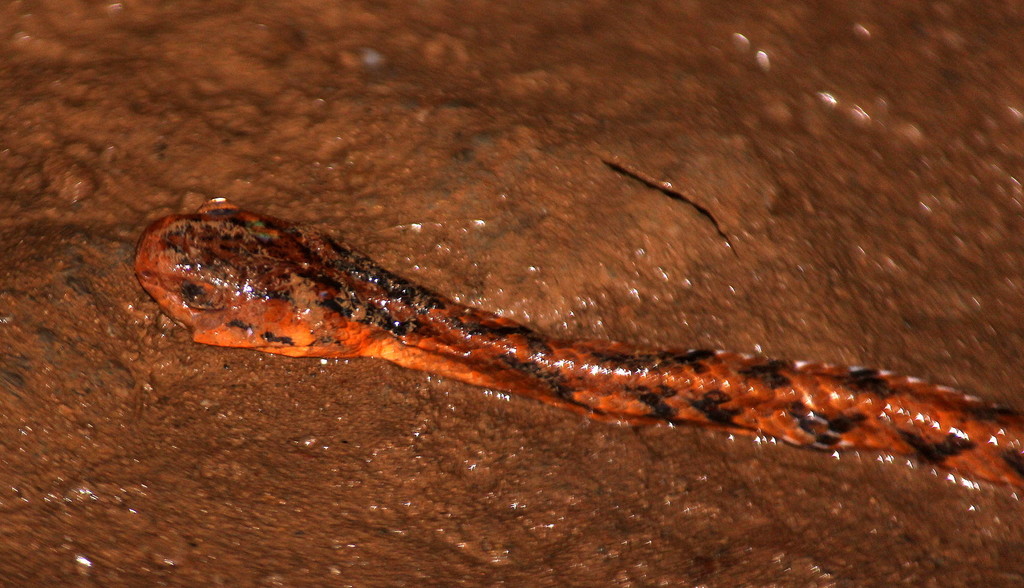 Common Slug Snake from Saipung, East Jaintia Hills, Meghalaya, India on ...