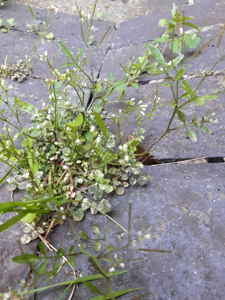 Bittercresses and Toothworts from St Peter's Church, Pitton, Salisbury ...