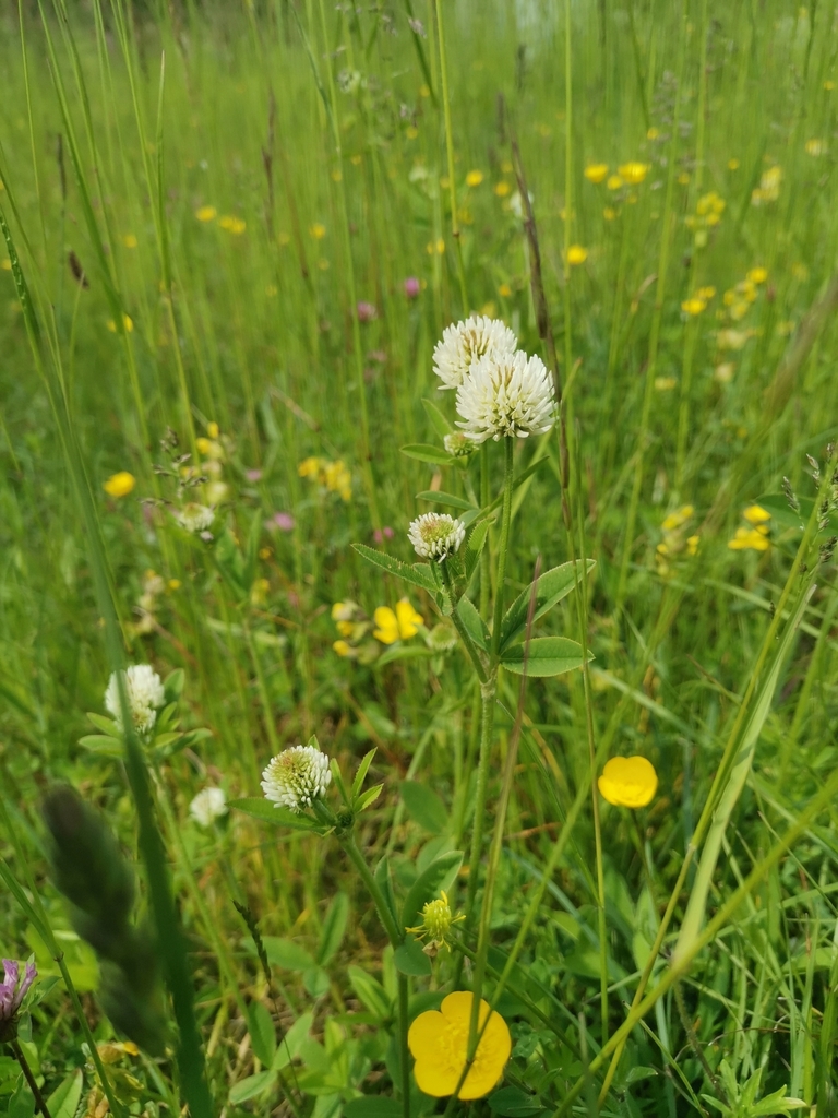 Mountain Clover from Dobrova, Slovenia on May 20, 2023 at 03:08 PM by ...