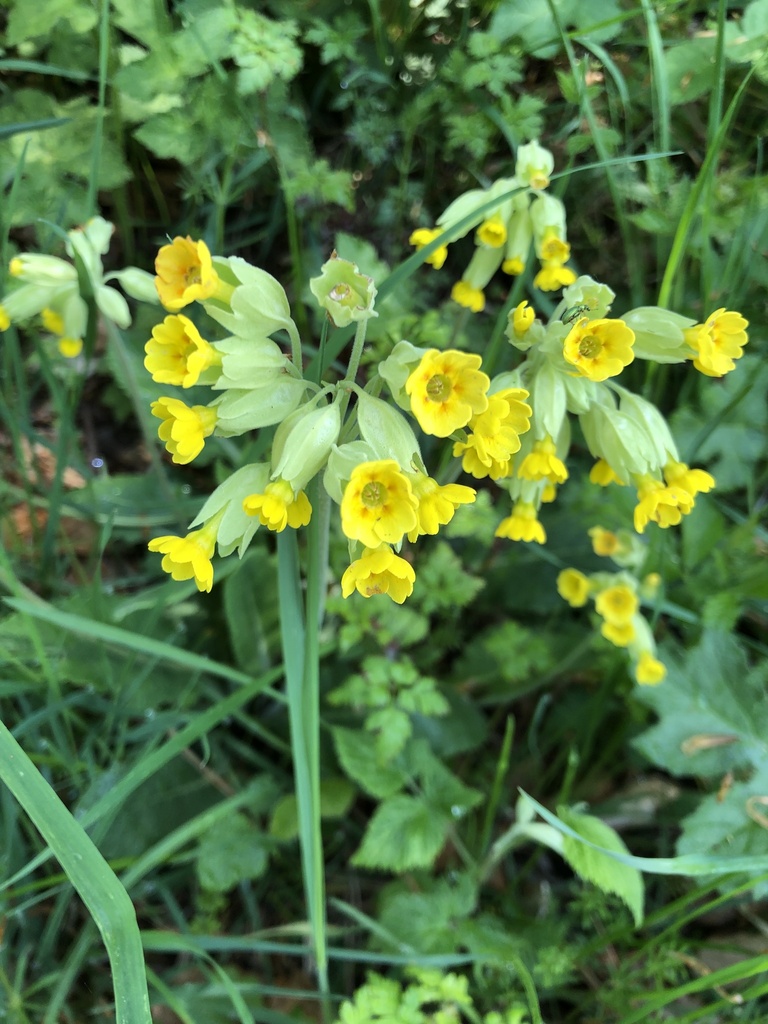Cowslip from North York Moors National Park, York, England, GB on 20 ...